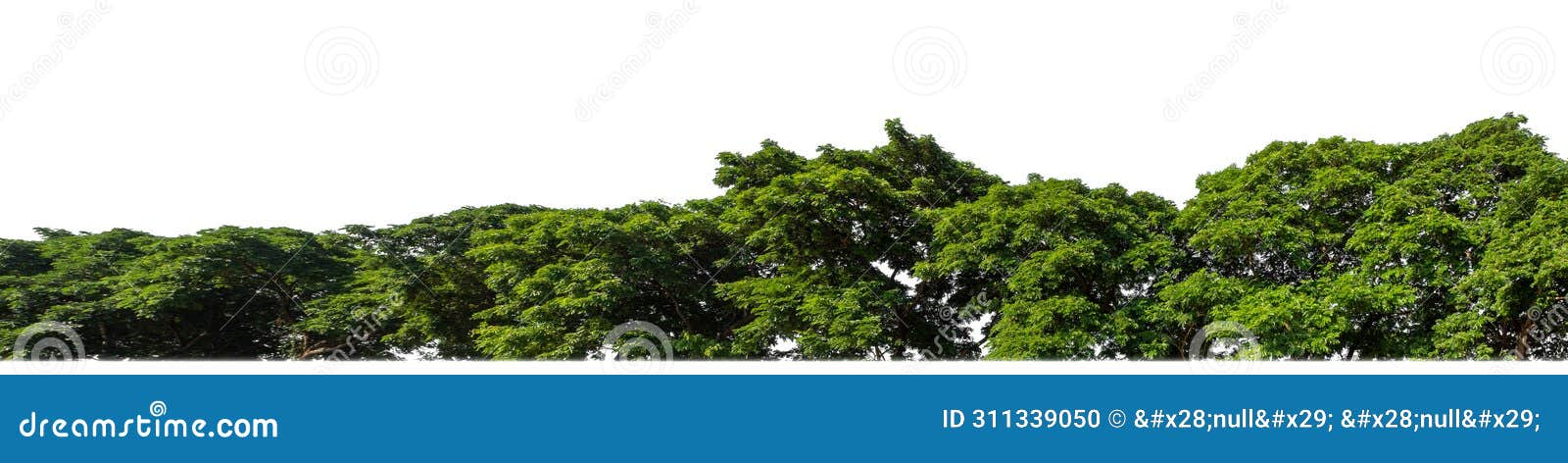 Green Trees Isolated are Forest on White Background, High Resolution ...