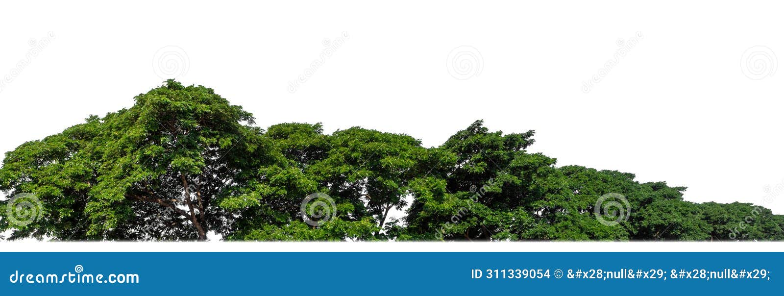 Green Trees Isolated are Forest on White Background, High Resolution ...