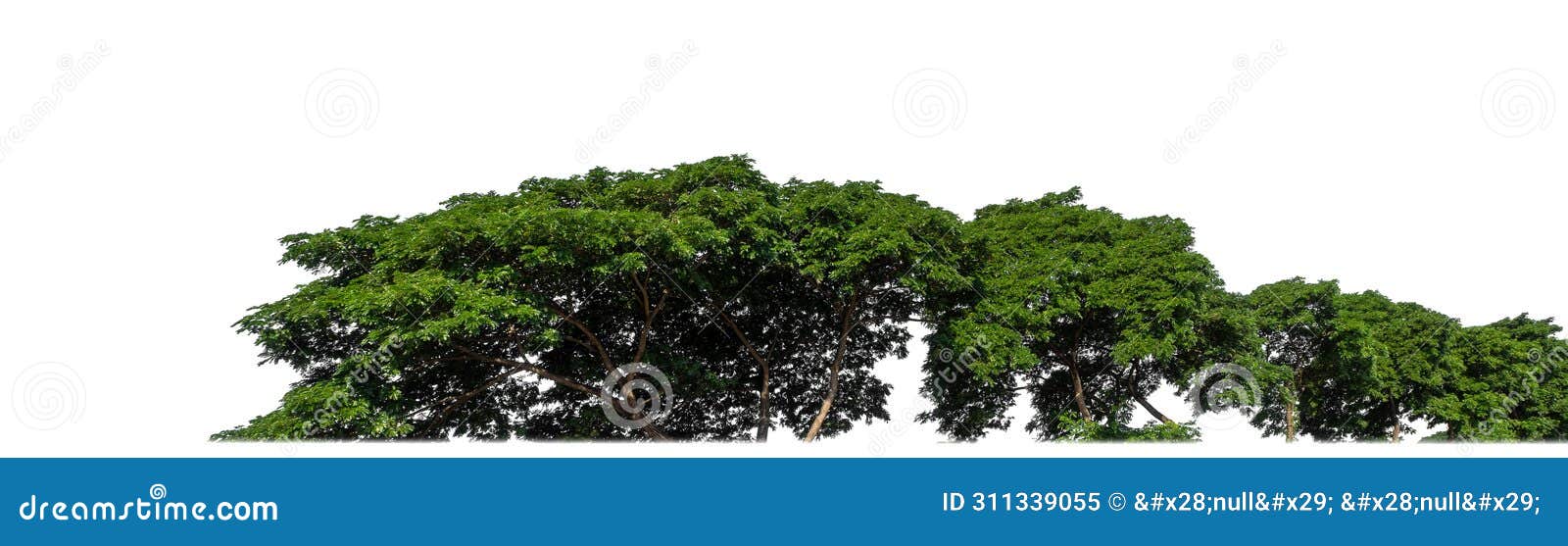 Green Trees Isolated are Forest on White Background, High Resolution ...