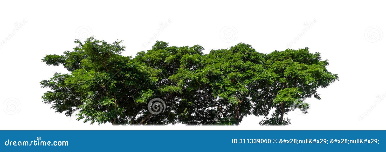 Green Trees Isolated are Forest on White Background, High Resolution ...