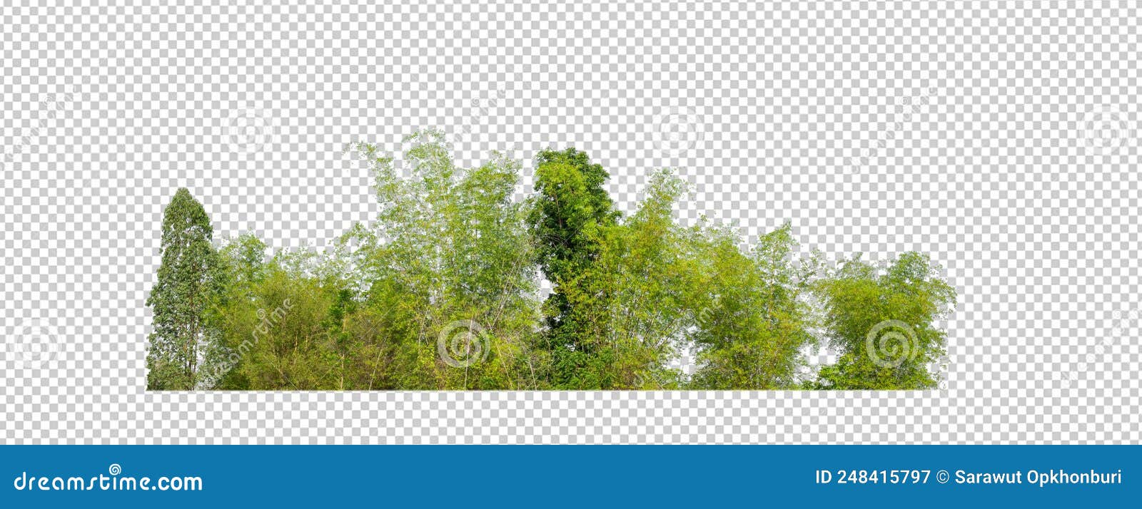 Green Trees Isolated on Transparent Background Forest and Summer ...