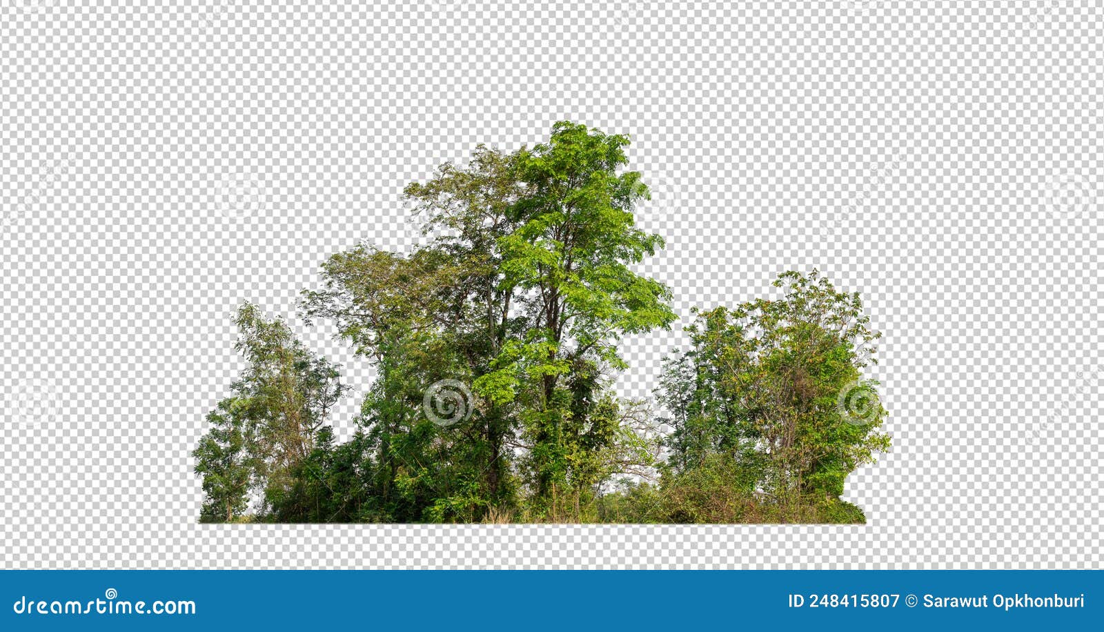 Green Trees Isolated on Transparent Background Forest and Summer ...