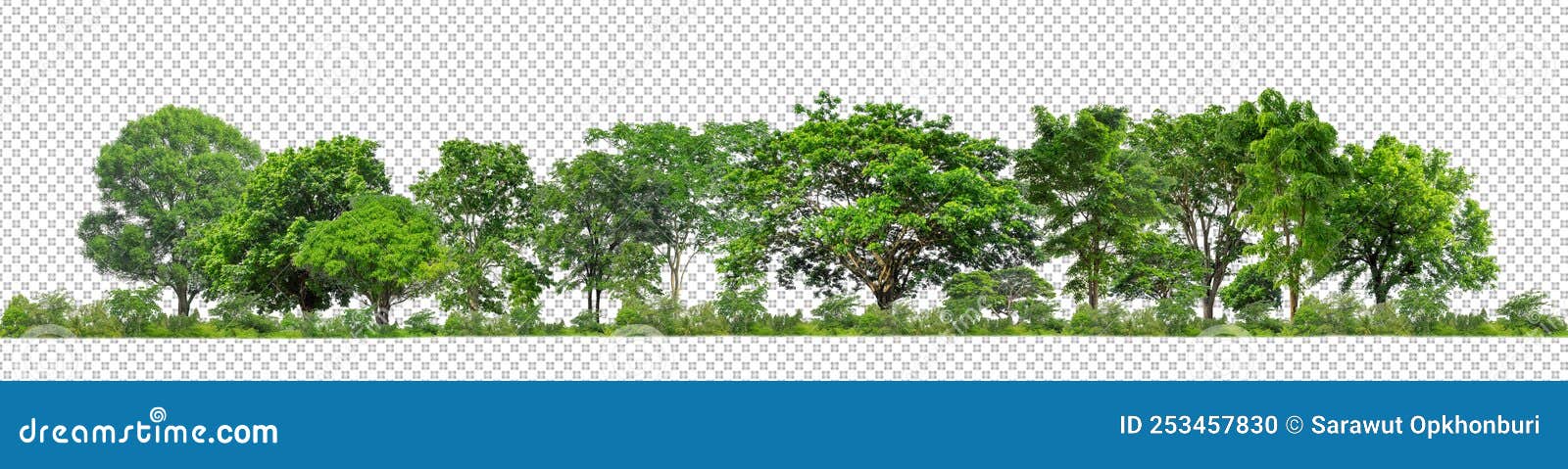 Green Trees Isolated on Transparent Background Forest and Summer ...