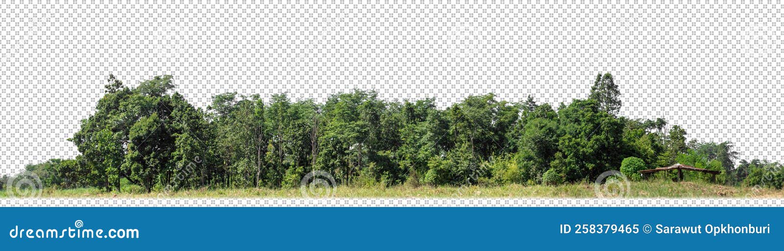 Green Trees Isolated on Transparent Background Forest and Summer ...
