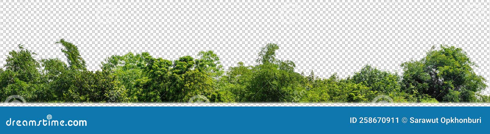 Green Trees Isolated on Transparent Background Forest and Summer ...