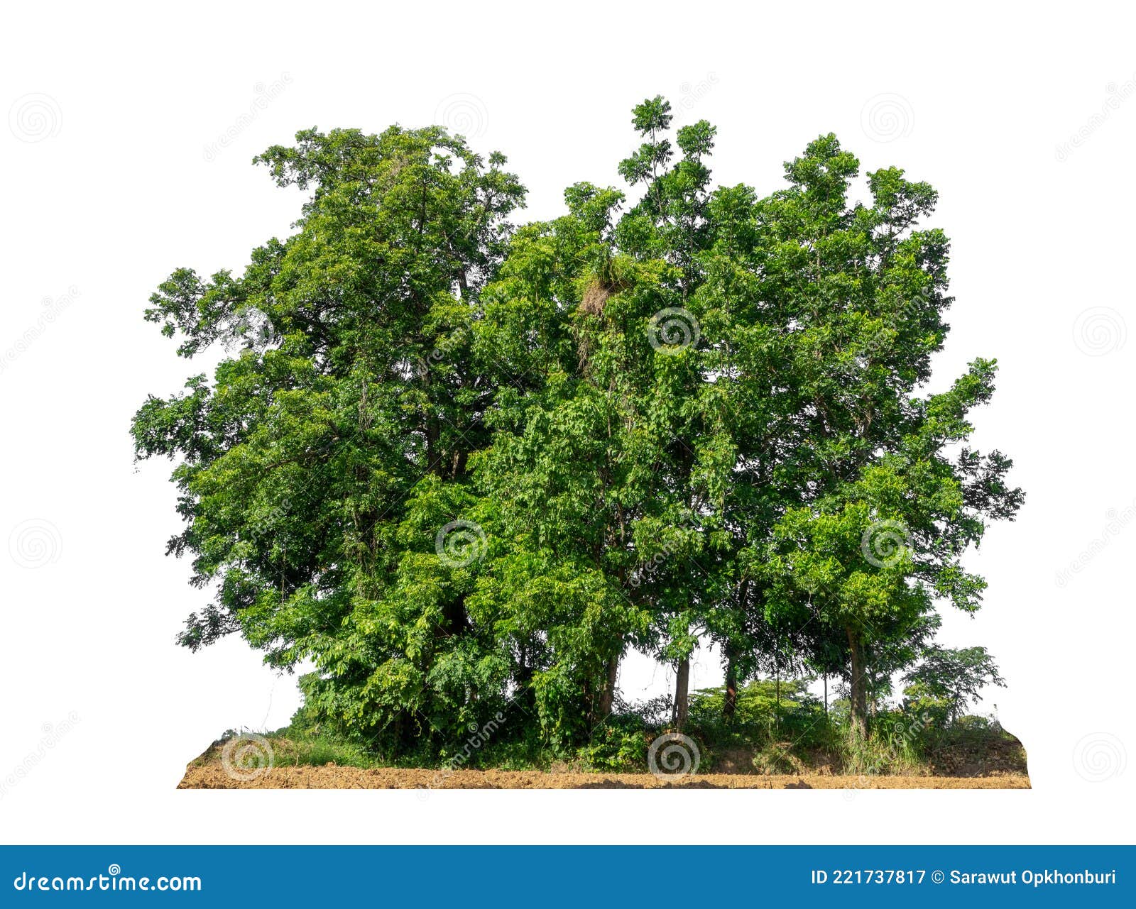Green Trees Isolated on a White Background. are Forest and Foliage in ...