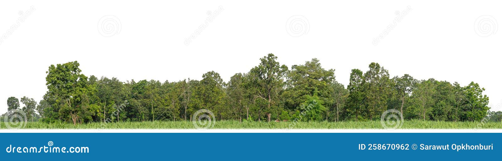 Green Trees Isolated on White Background. are Forest and Foliage in ...