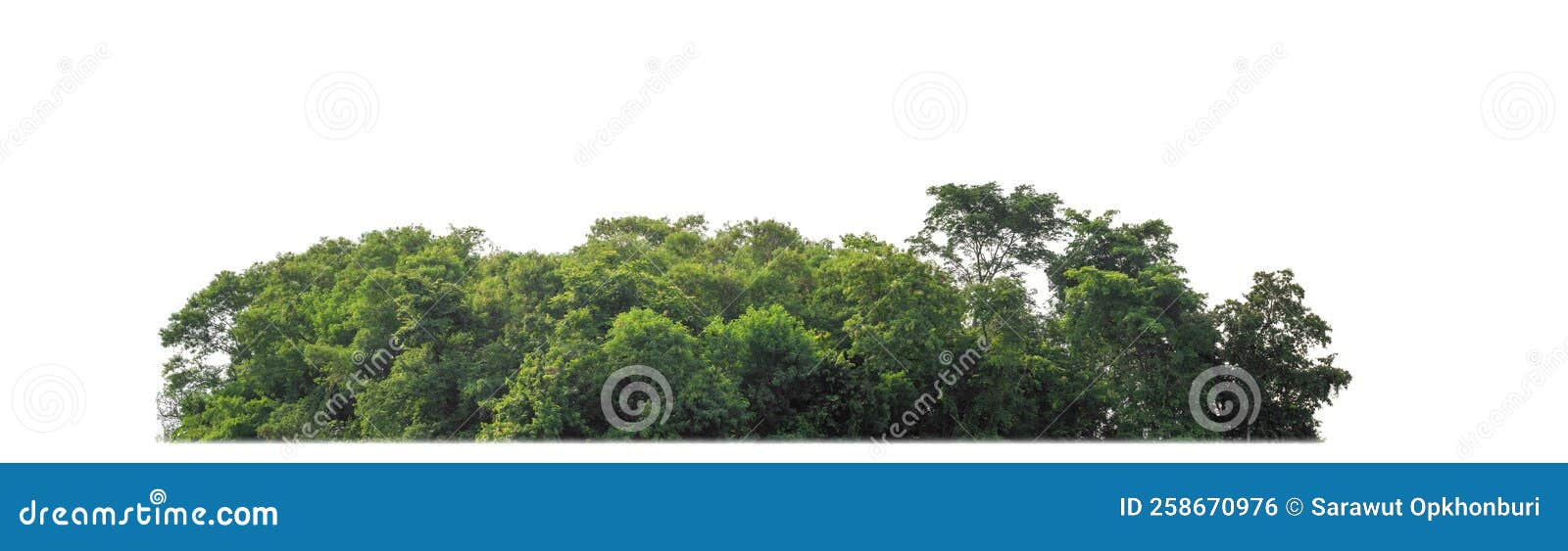 Green Trees Isolated on White Background. are Forest and Foliage in ...