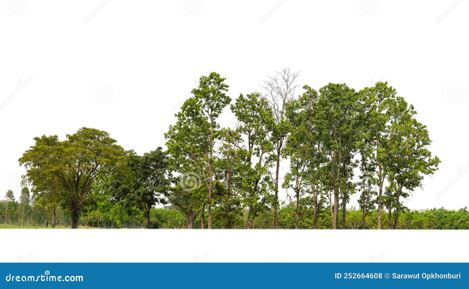 Green Trees Isolated on White Background.are Forest and Foliage in ...