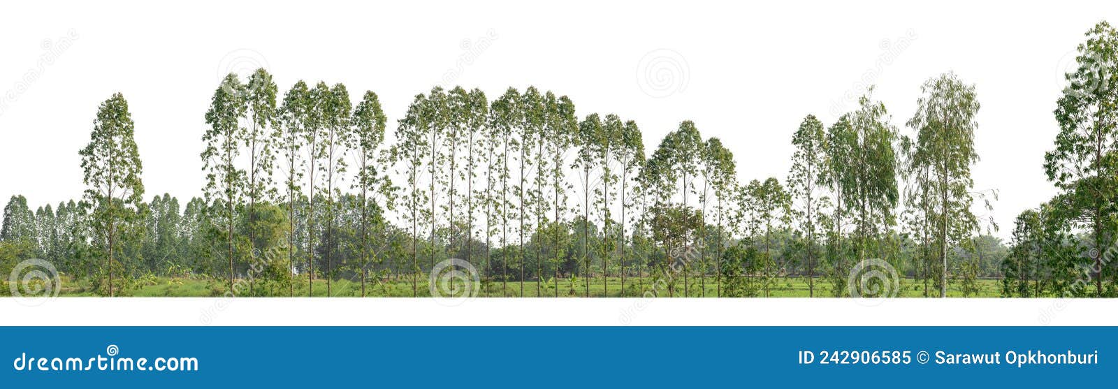 Green Trees Isolated on White Background.are Forest and Foliage in ...