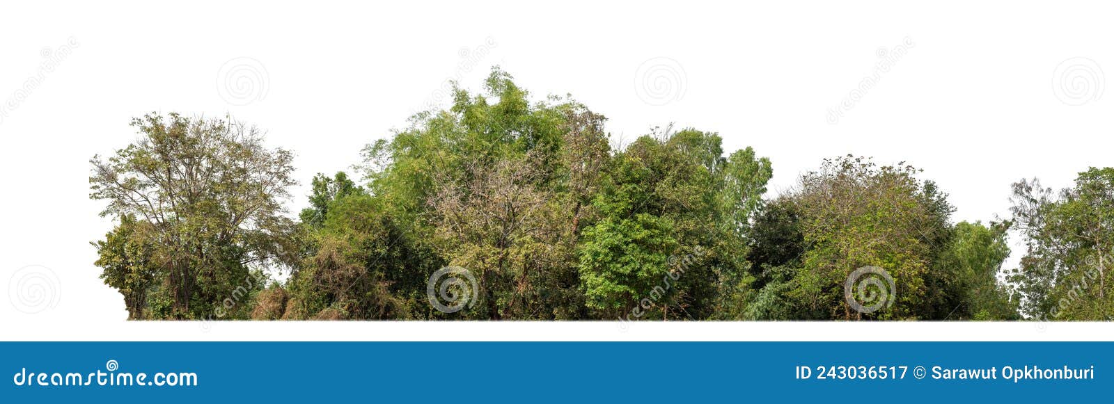 Green Trees Isolated on White Background.are Forest and Foliage in ...