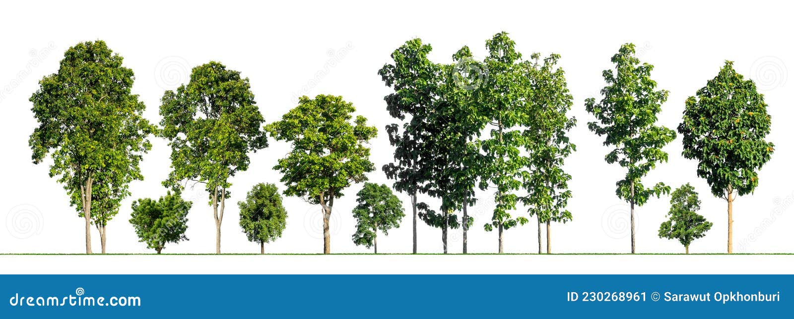 Green Trees Isolated on White Background. Forest and Leaves in Summer ...