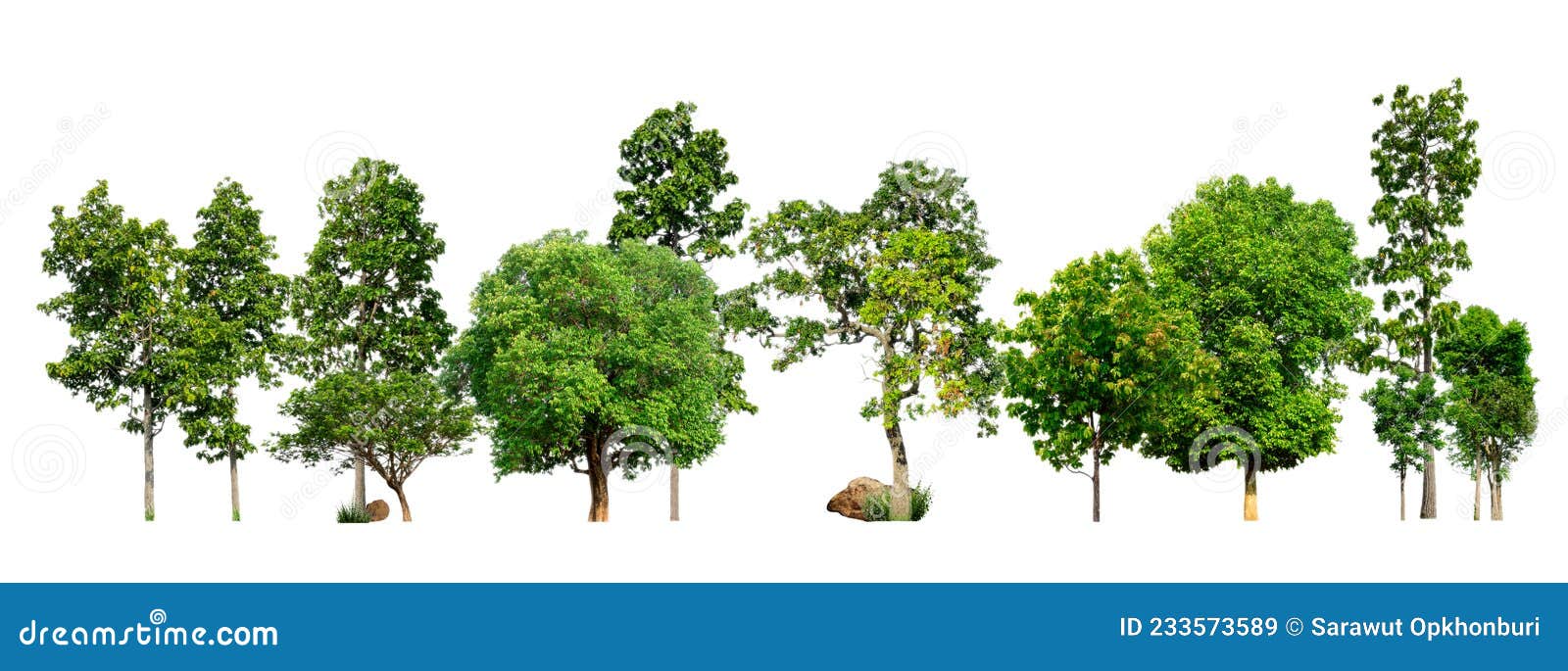 Green Trees Isolated on White Background. Forest and Leaves in Summer ...