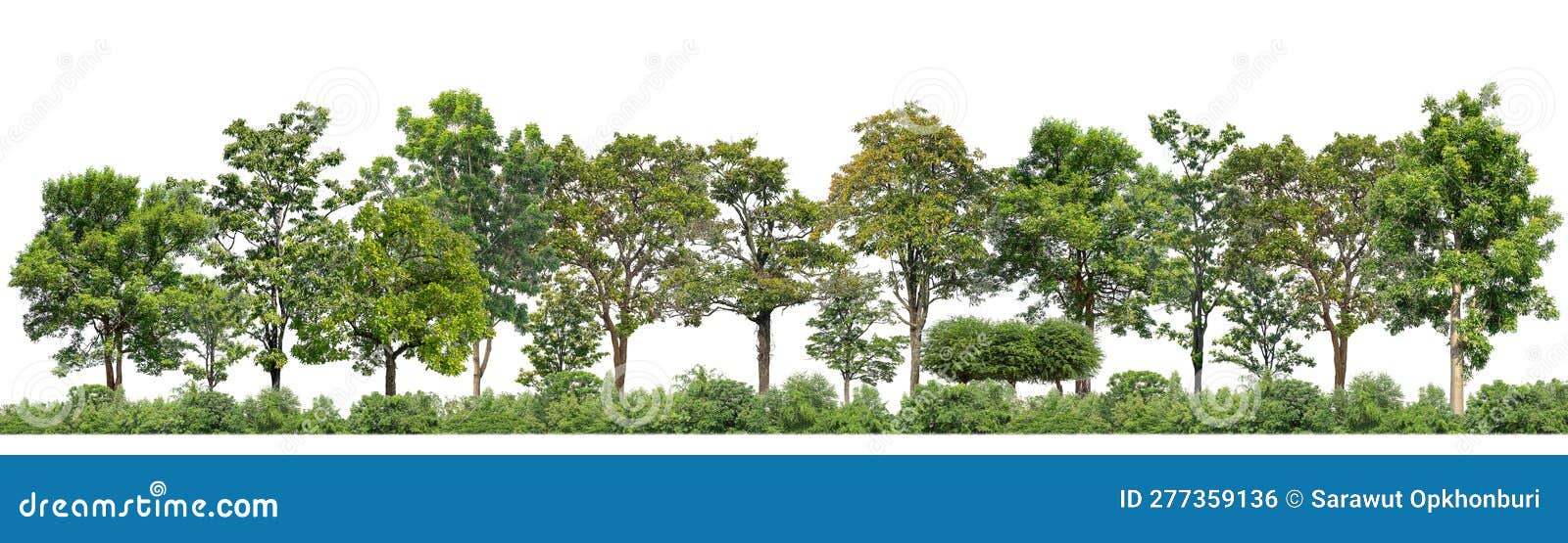 Green Trees Isolated on White Background Forest and Summer Foliage for ...