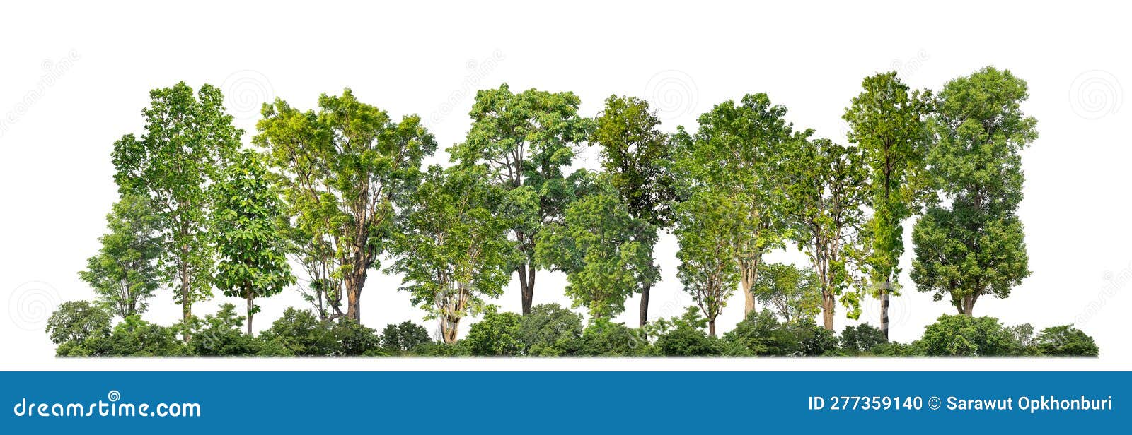 Green Trees Isolated on White Background Forest and Summer Foliage for ...