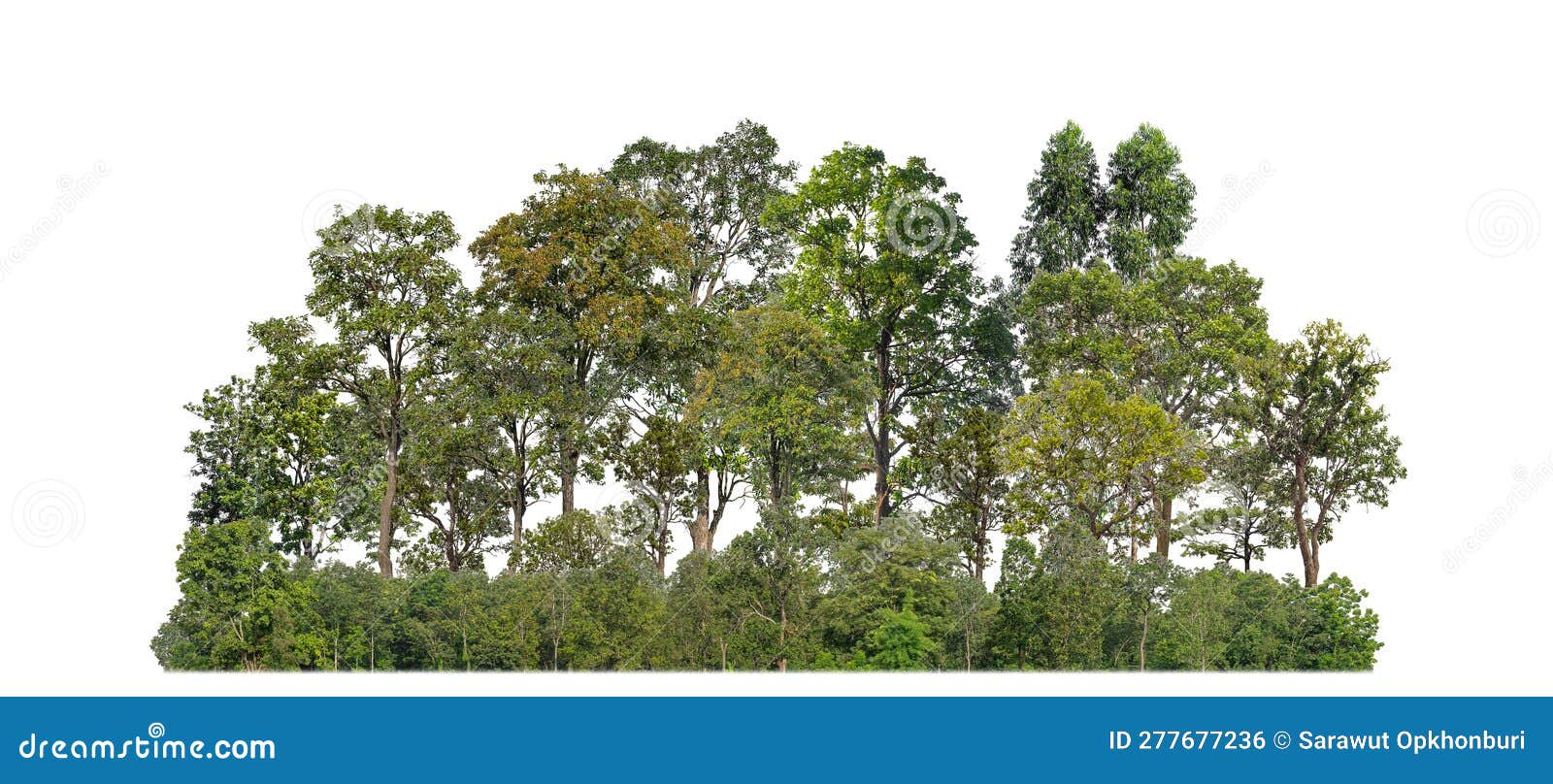 Green Trees Isolated on White Background Forest and Summer Foliage for ...