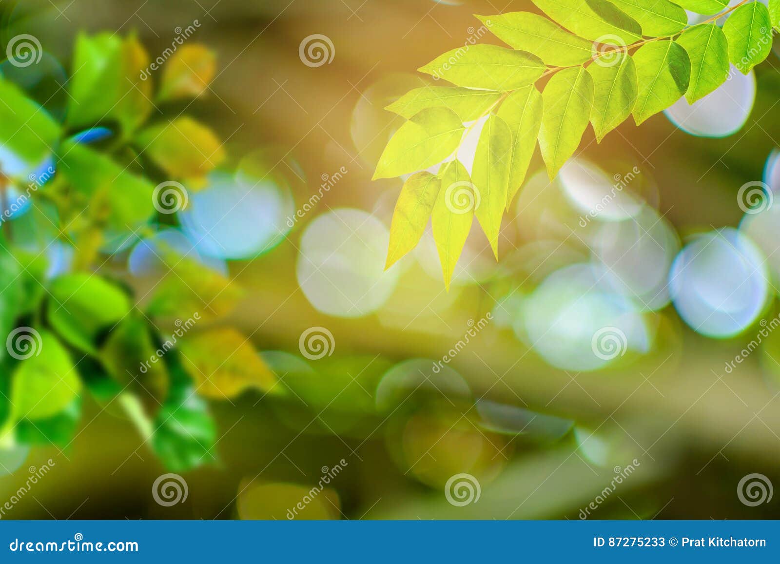Green Trees and Leaf Greenery Bokeh Stock Image - Image of greenery ...