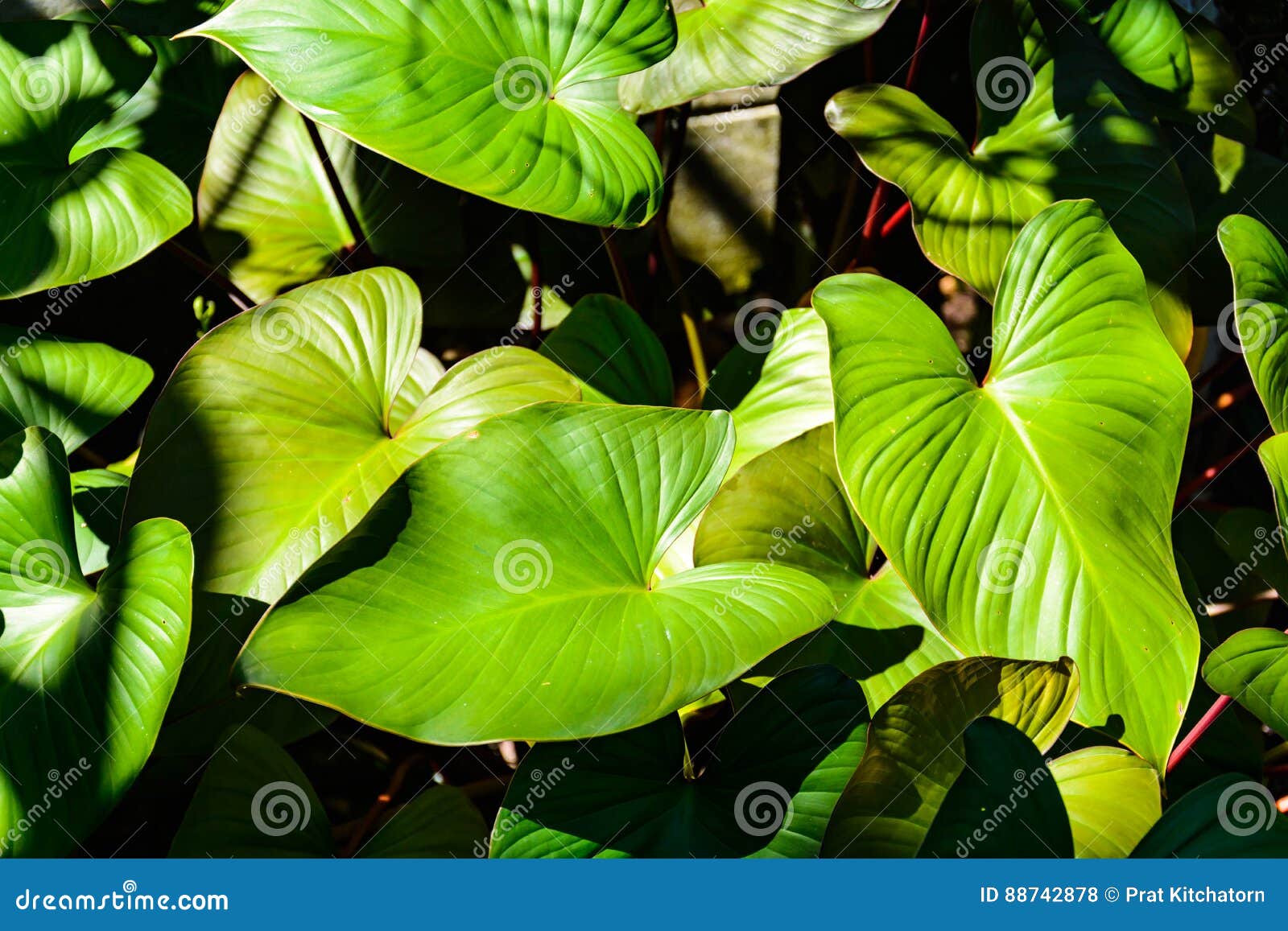 Green Trees and Leaf Greenery Stock Photo - Image of green, forest ...