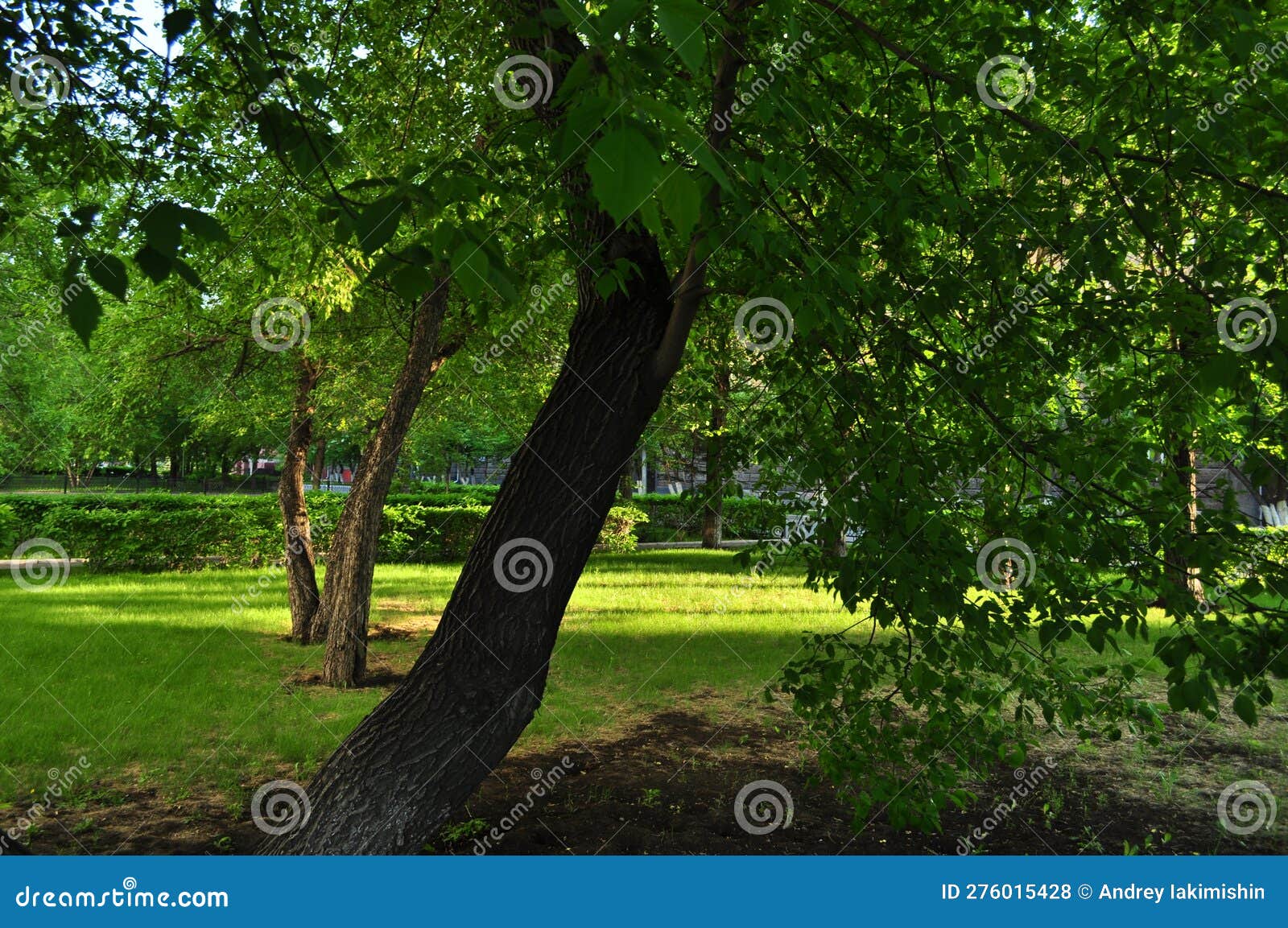 Green Trees with Leafs in a Park in Summer Stock Photo - Image of ...