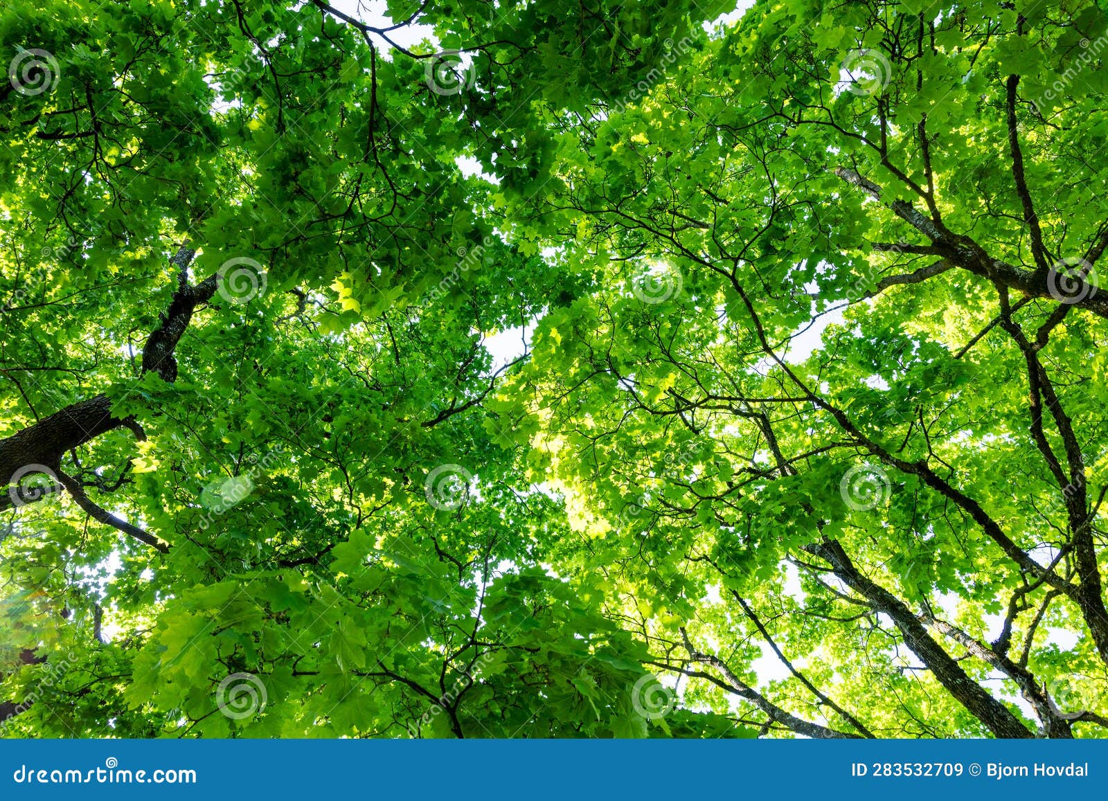 Green trees leaves canopy stock image. Image of bright - 283532709