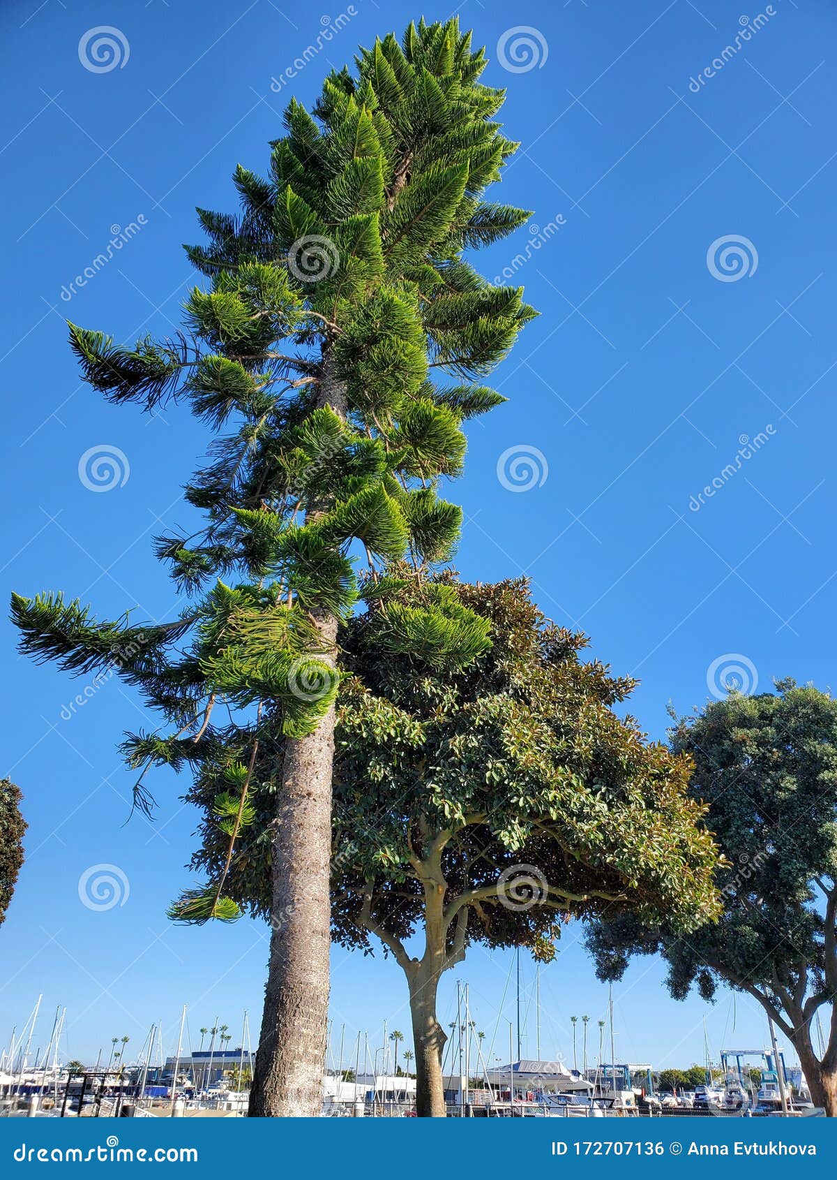 Green Trees and Mast Boat Ships Stock Photo - Image of arbor, green ...