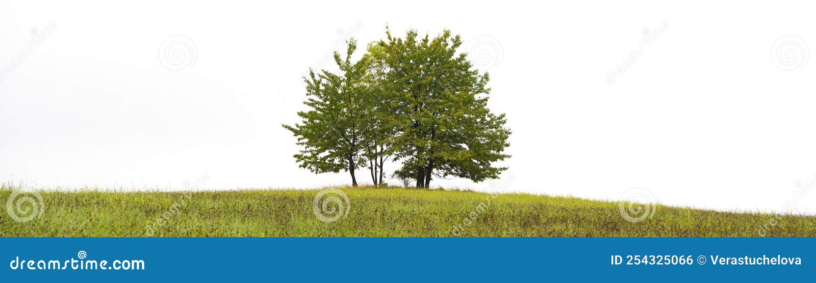 Green Trees on Meadow Isolated on White Background Stock Photo - Image ...