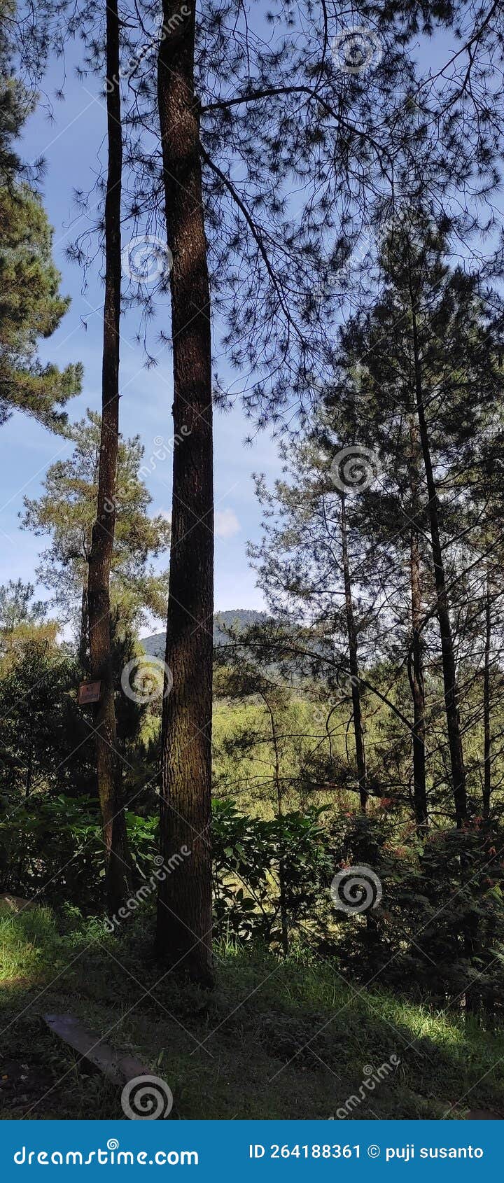 Green Trees in the Middle of a Pine Forest Stock Image - Image of ...