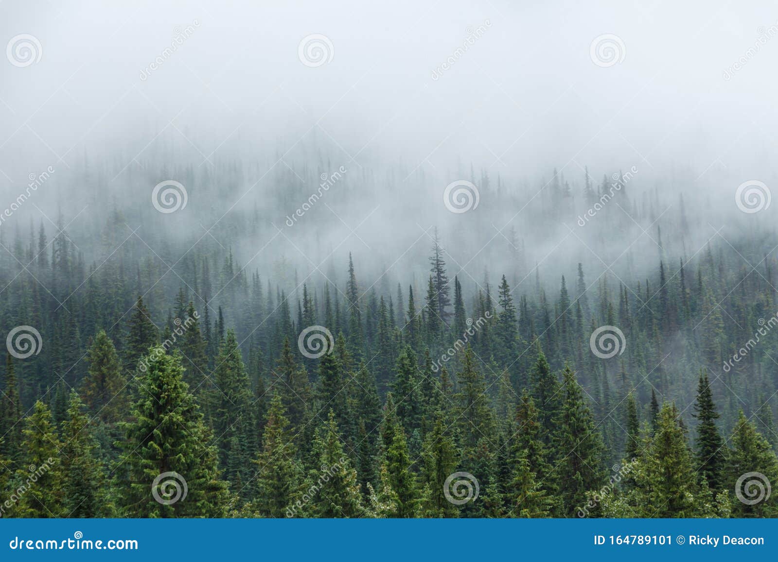 Green Trees with Mist or Fog Descending Stock Image - Image of eerie ...