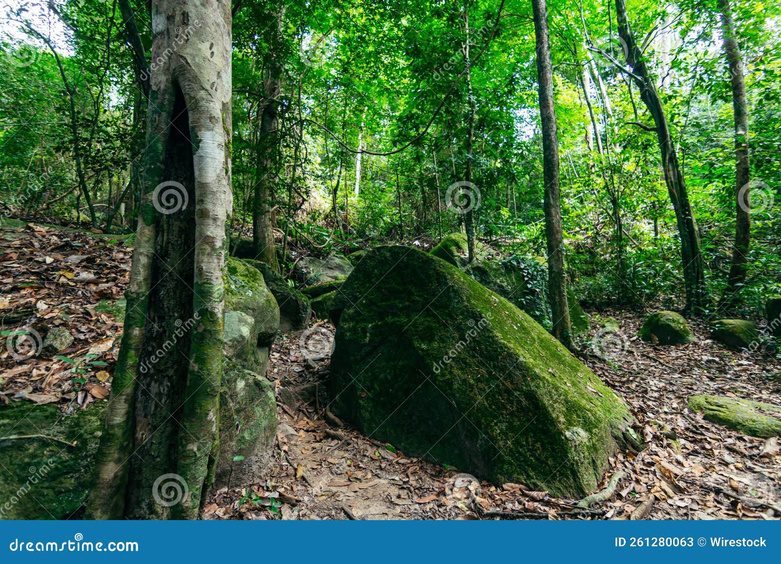 Green Trees and Mossy Rocks in the Forest Stock Image - Image of rocks ...