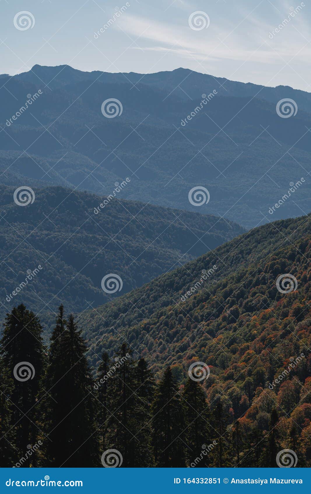 Green Trees on the Mountainside. Forest in the Mountains Stock Image ...
