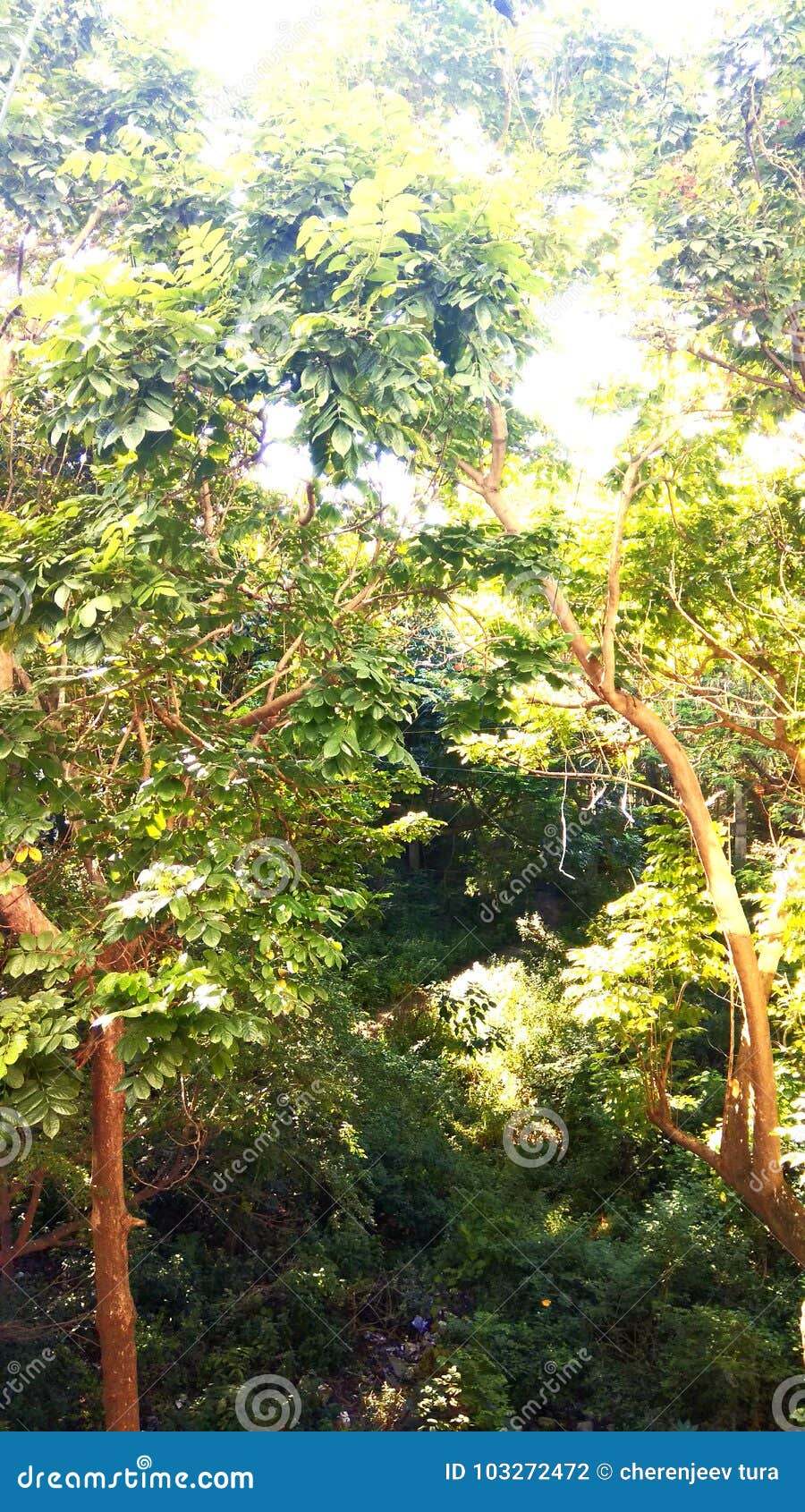 Green trees nature stock photo. Image of side, nature - 103272472