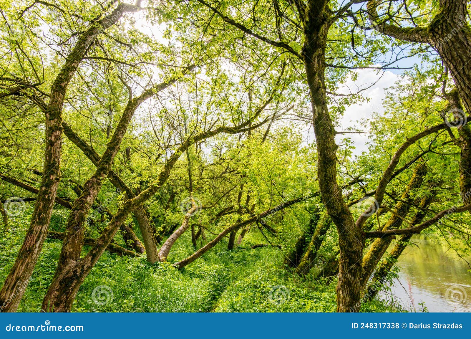 Green Trees Near River Water Stock Photo - Image of wide, spring: 248317338
