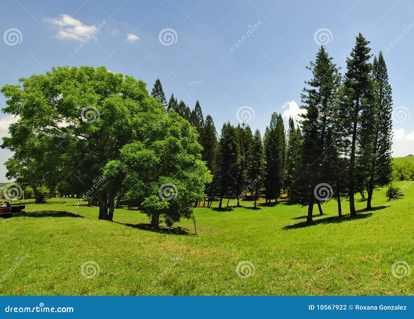 Green trees panorama stock photo. Image of peace, scenery - 10567922