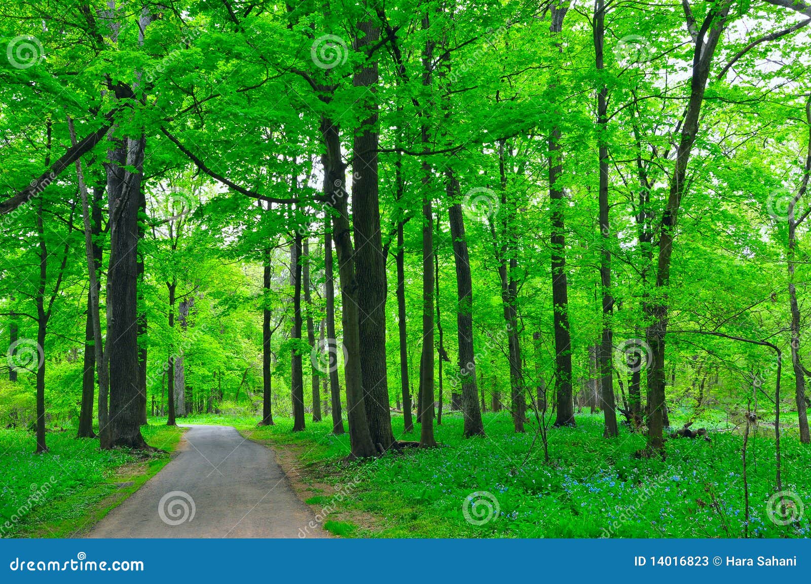 Green trees in a park stock image. Image of scape, rain - 14016823