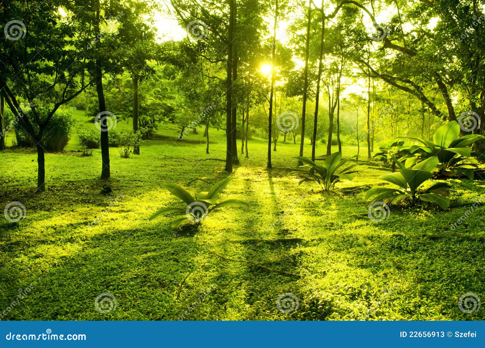 Green trees in park stock image. Image of branch, background - 22656913