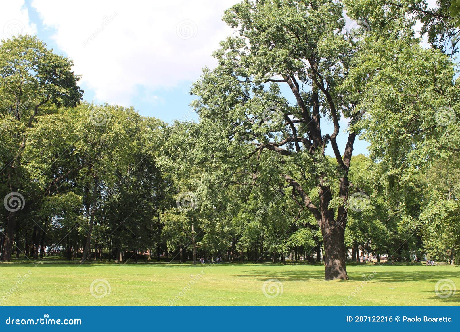 Green trees in the park stock photo. Image of freedom - 287122216