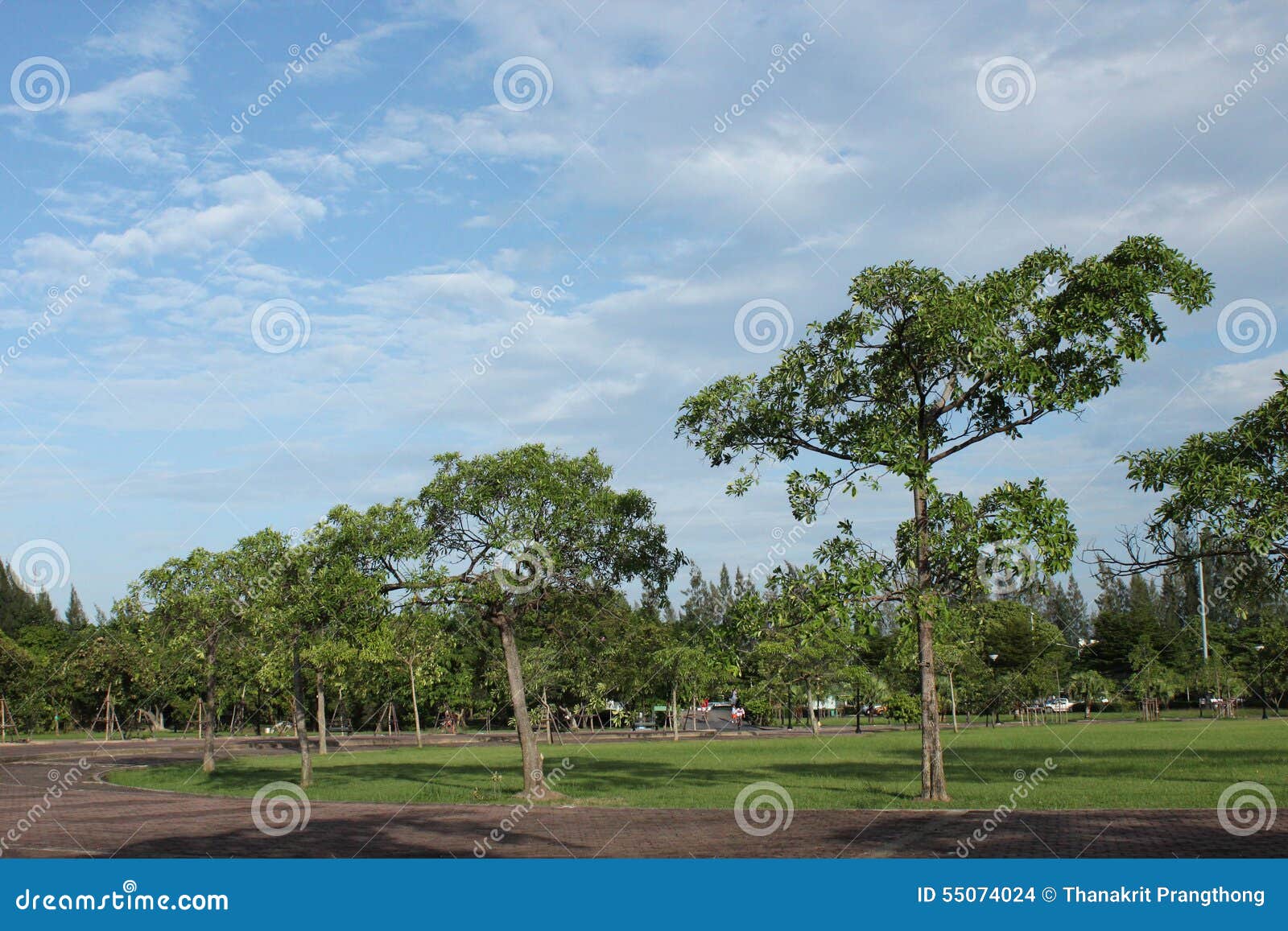 Green trees in the park stock photo. Image of nature - 55074024