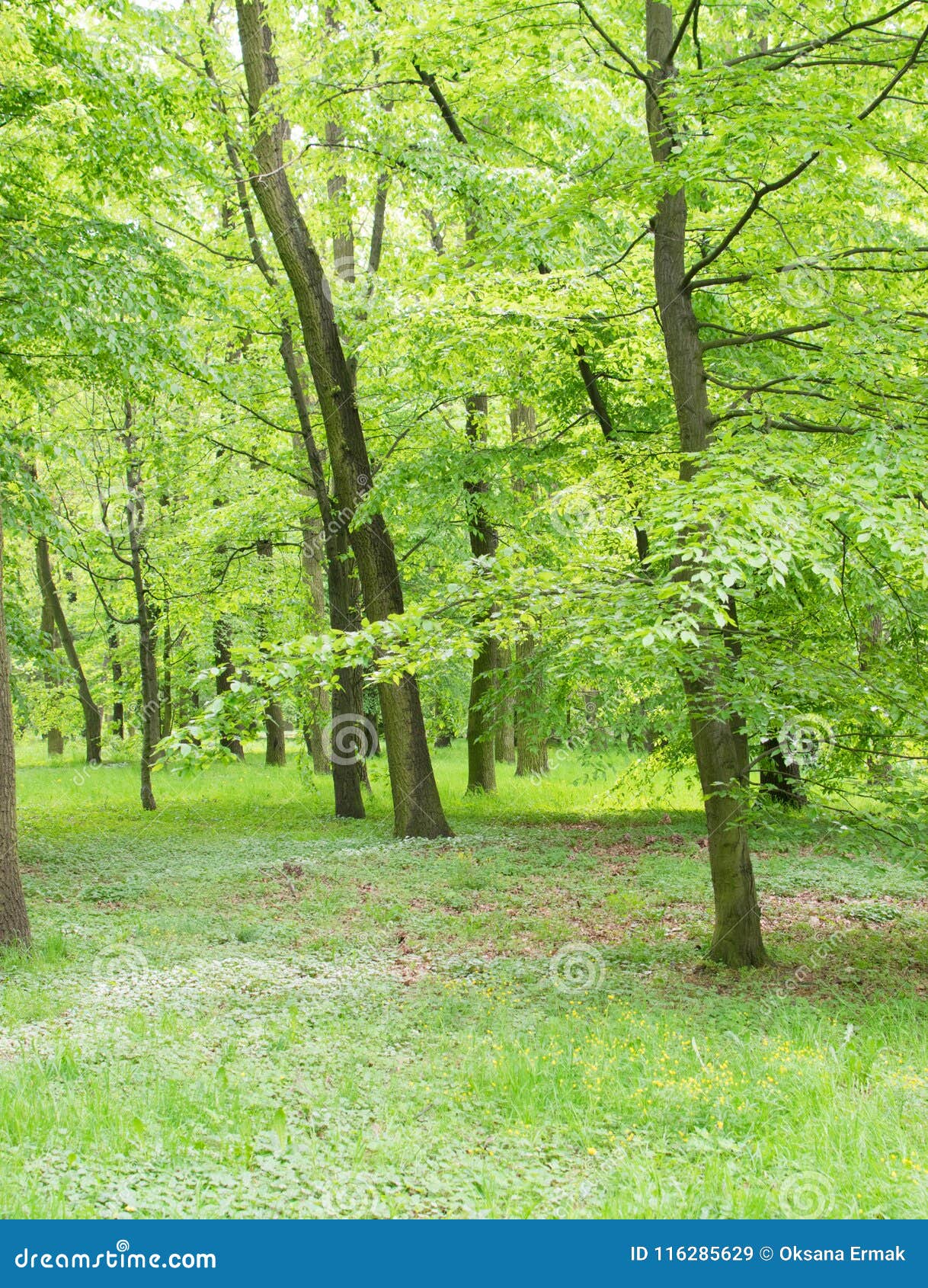 Green Trees in Spring Park stock image. Image of growth - 116285629