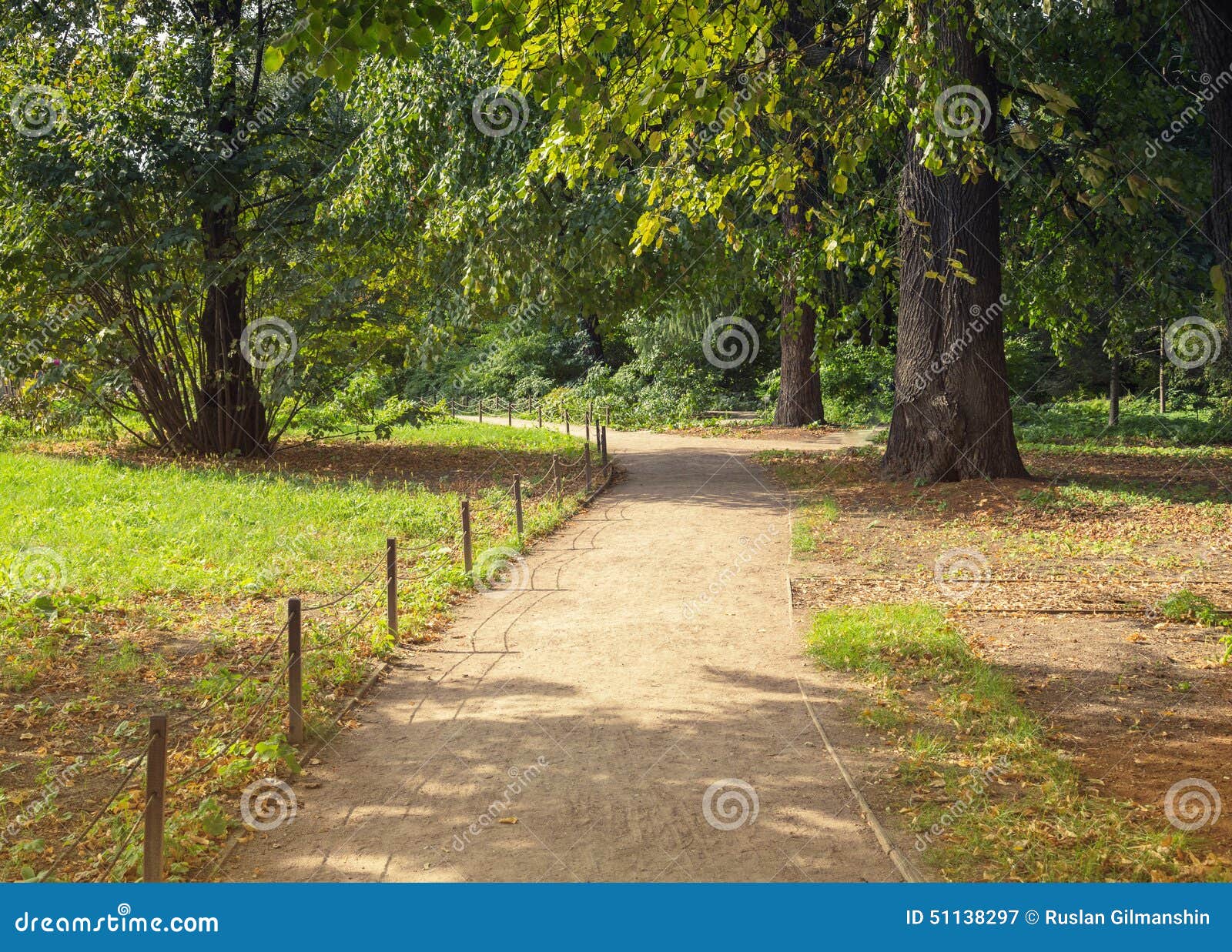 Green Trees in Park, a Morning View Stock Image - Image of beautiful ...