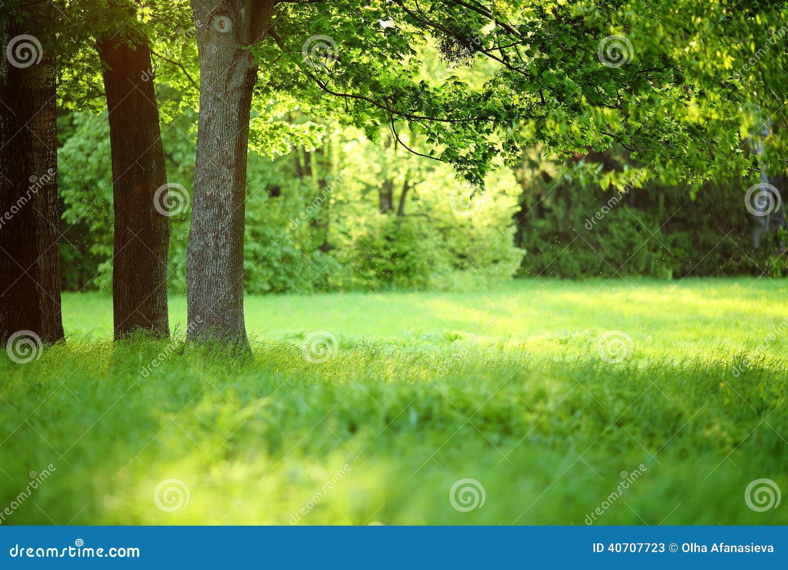 Green trees in park stock image. Image of wood, foliage - 40707723