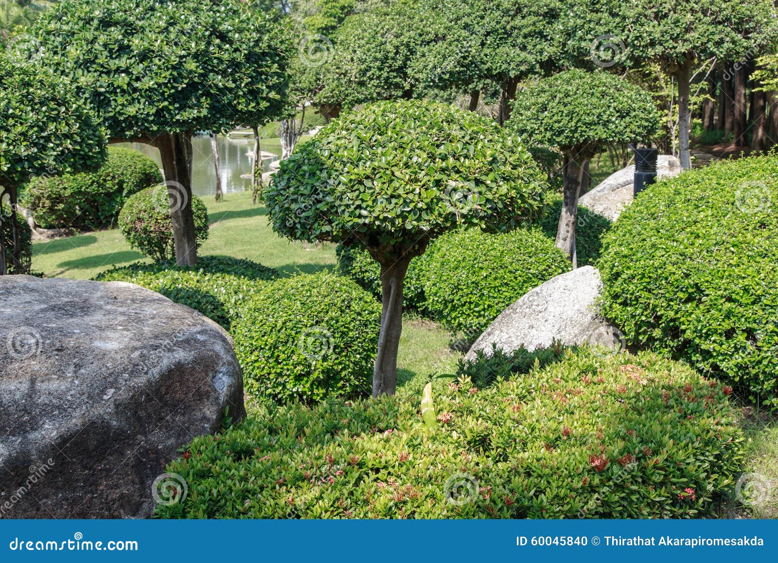 Green trees in park stock photo. Image of gardens, nice - 60045840