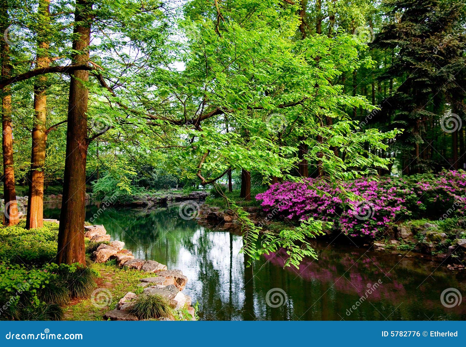 Green trees and pond stock photo. Image of chinese, park - 5782776
