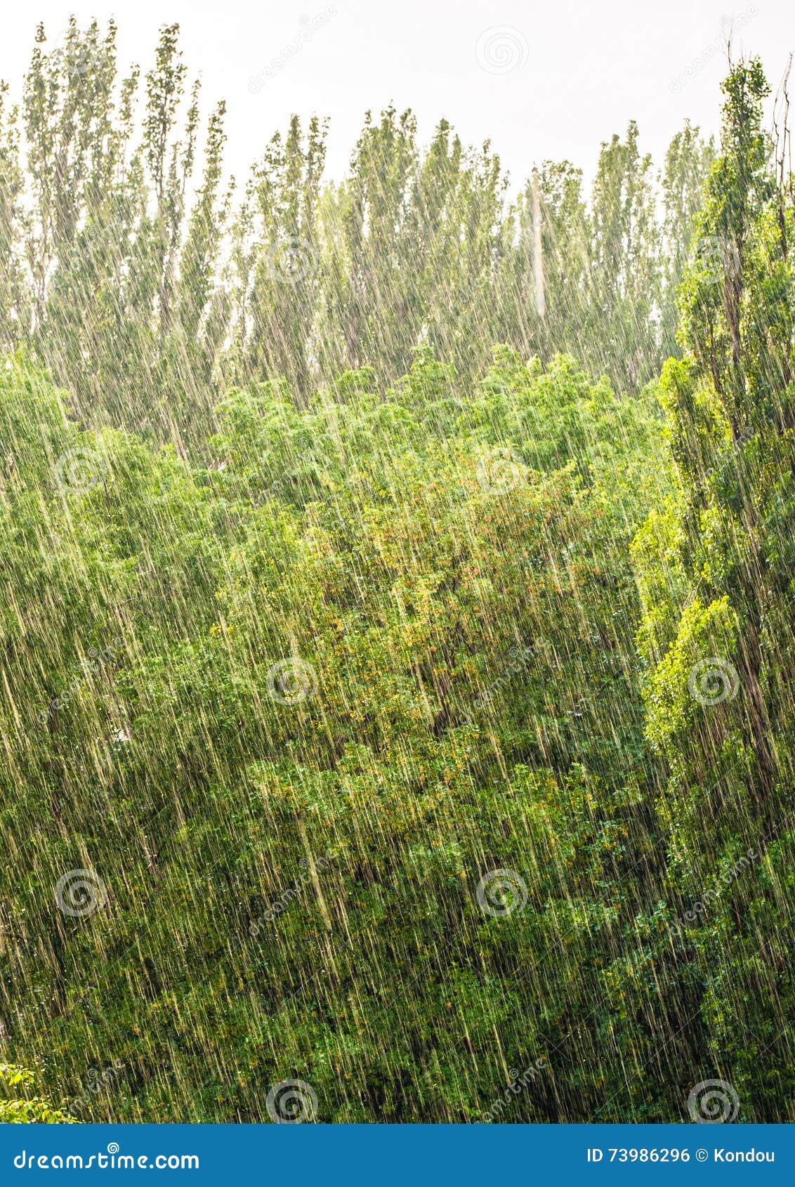 Green trees in a rain stock photo. Image of blossom, beautiful - 73986296