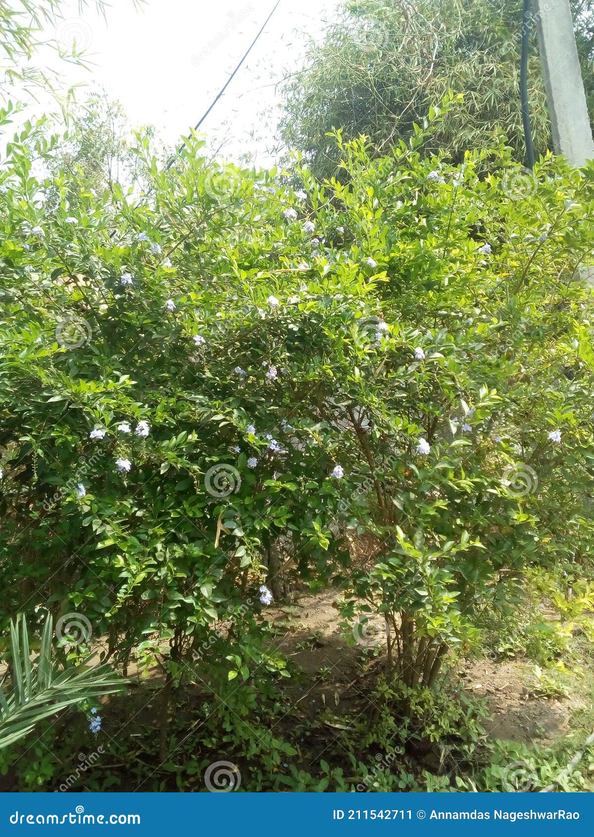 Green Trees Red Flowers in Garden Stock Image - Image of plantation ...