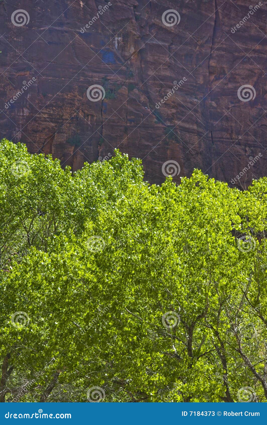 Green trees, red rocks stock image. Image of utah, desert - 7184373