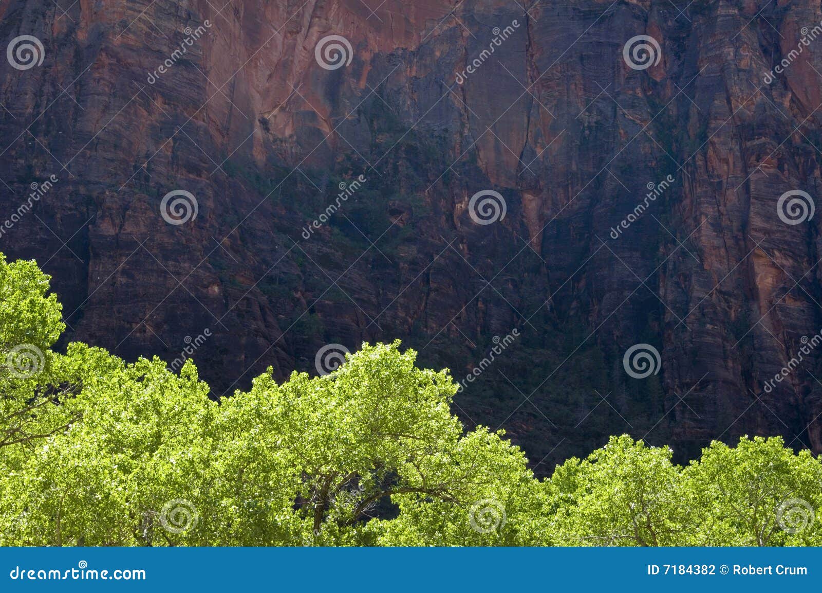 Green trees, red rocks stock photo. Image of sandstone - 7184382