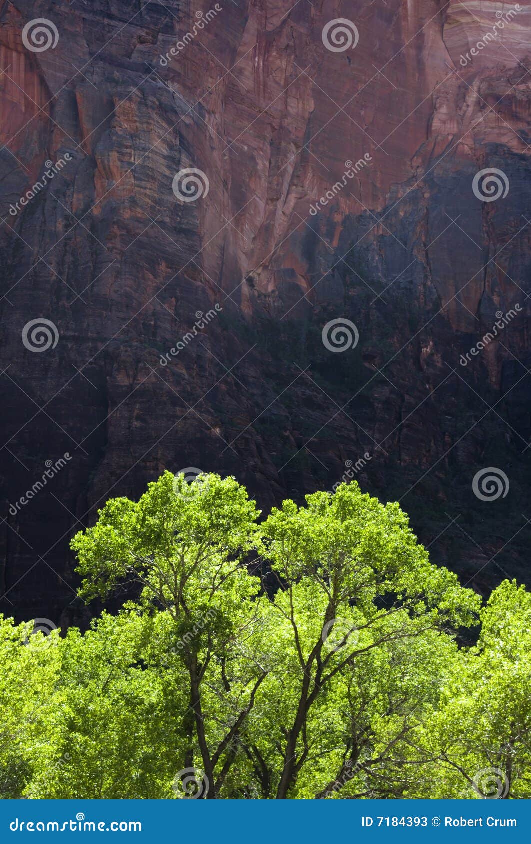Green trees, red rocks stock image. Image of america, land - 7184393