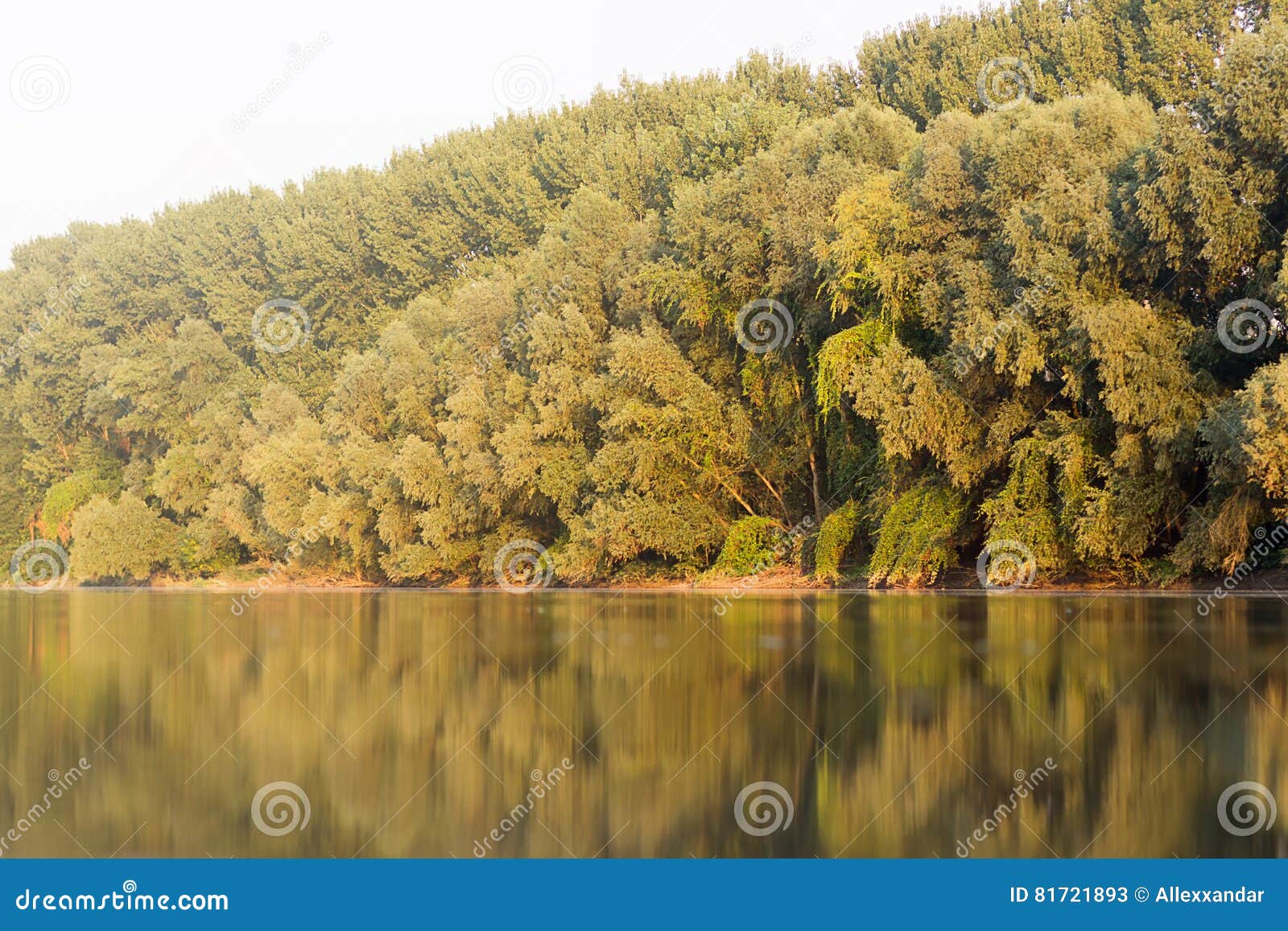 Green Trees with Reflection on the River with Sunlight. Stock Image ...