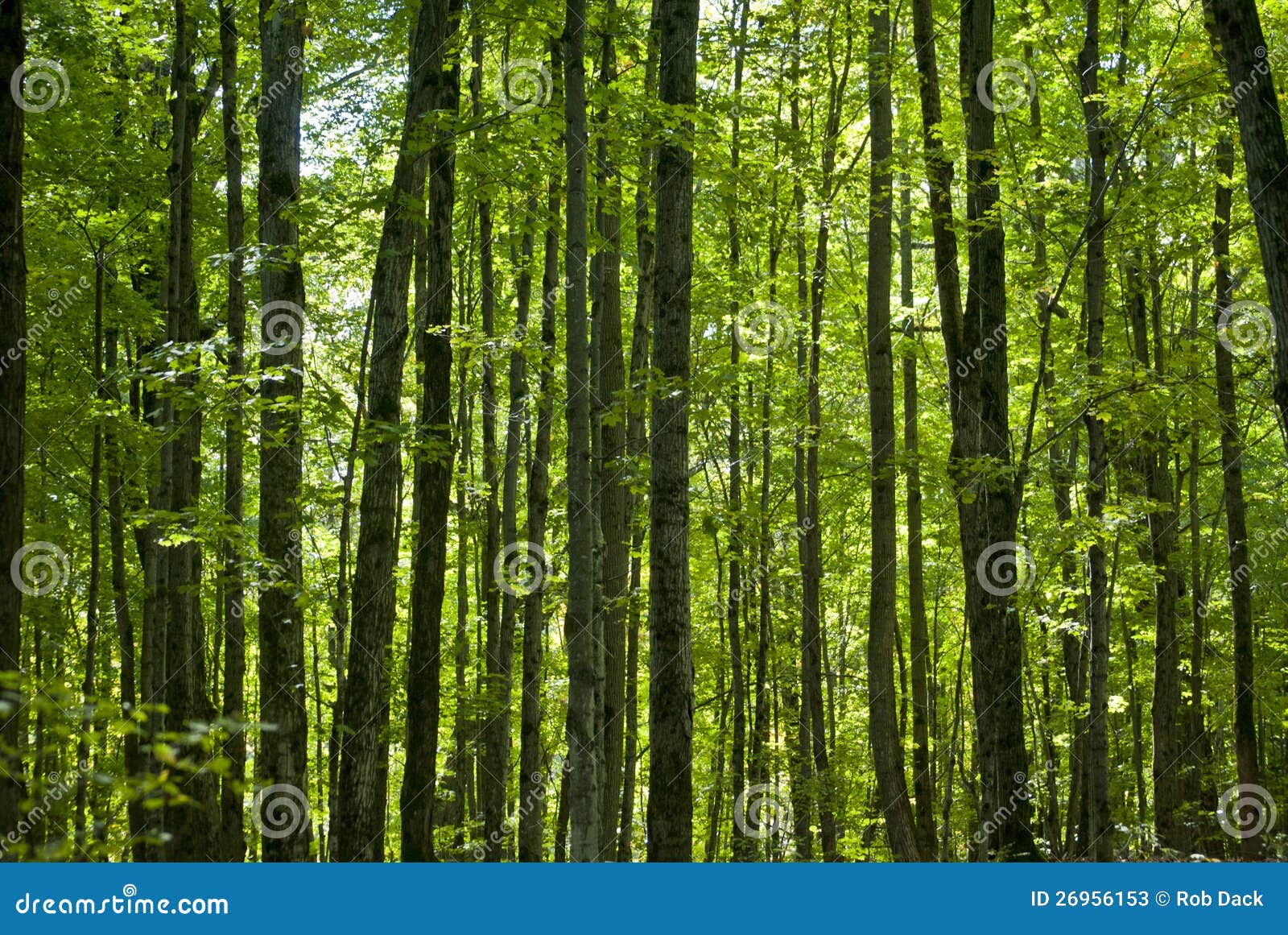 Green Trees Rising stock image. Image of park, leaf, scenery - 26956153