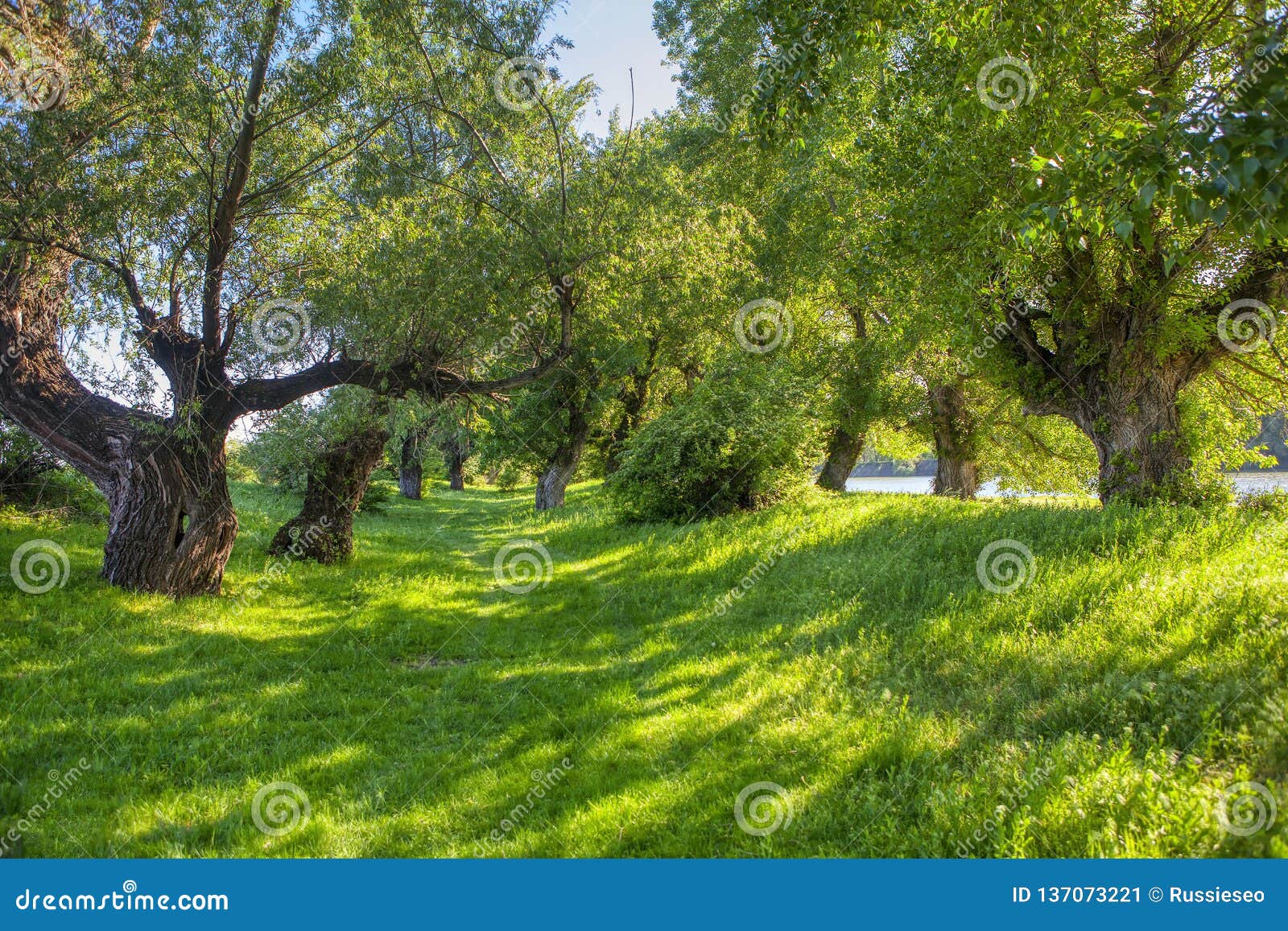Green trees on riverside stock image. Image of outdoor - 137073221